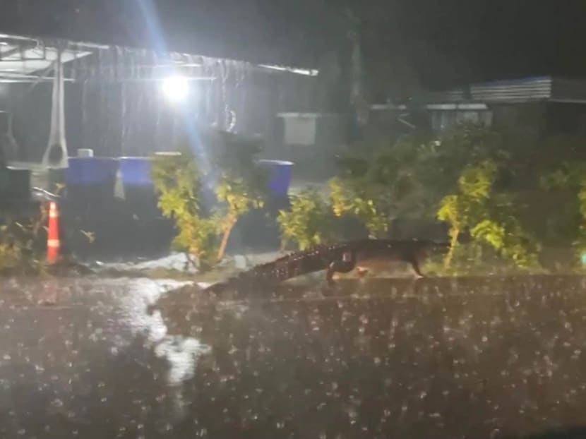 Escaped crocodile seen walking on road caught during storm in Thailand ...