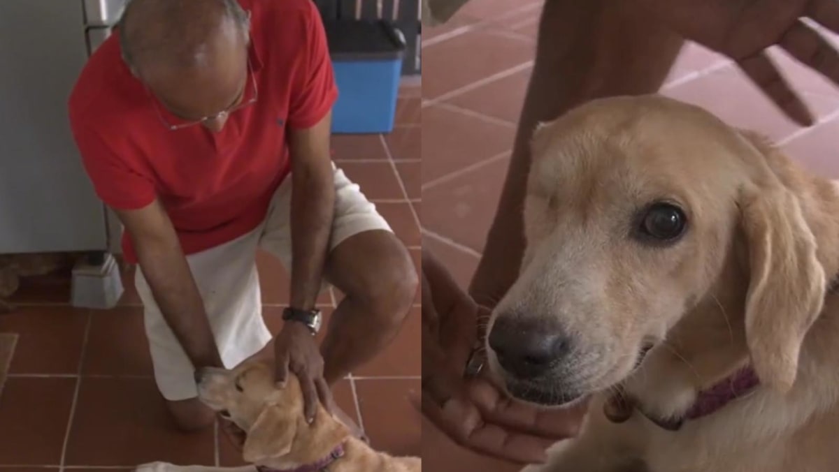 Shanmugam adopts one-eyed rescue dog, names her Princess - CNA Lifestyle
