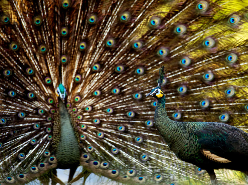 Fears of extinction for Myanmar’s national bird - TODAY