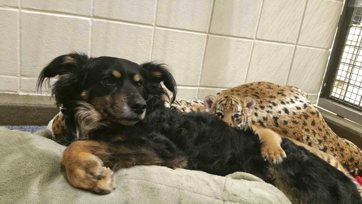 Dog takes over as tiger cubs’ ‘nanny’ at Cincinnati Zoo - TODAY