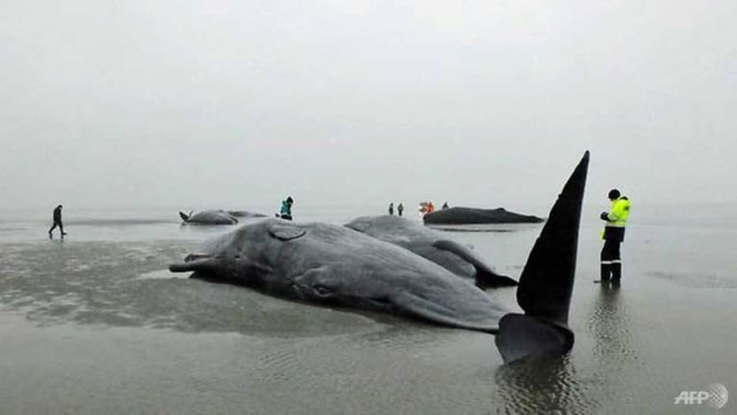 Ikan paus mati telan 80 beg plastik - BERITA Mediacorp