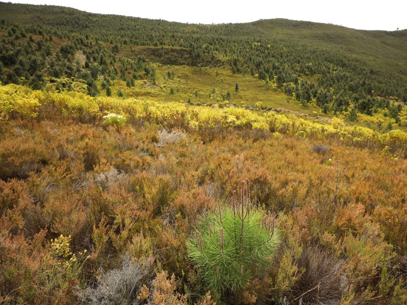 Cape Town fights alien trees threatening its water supply, biodiversity ...