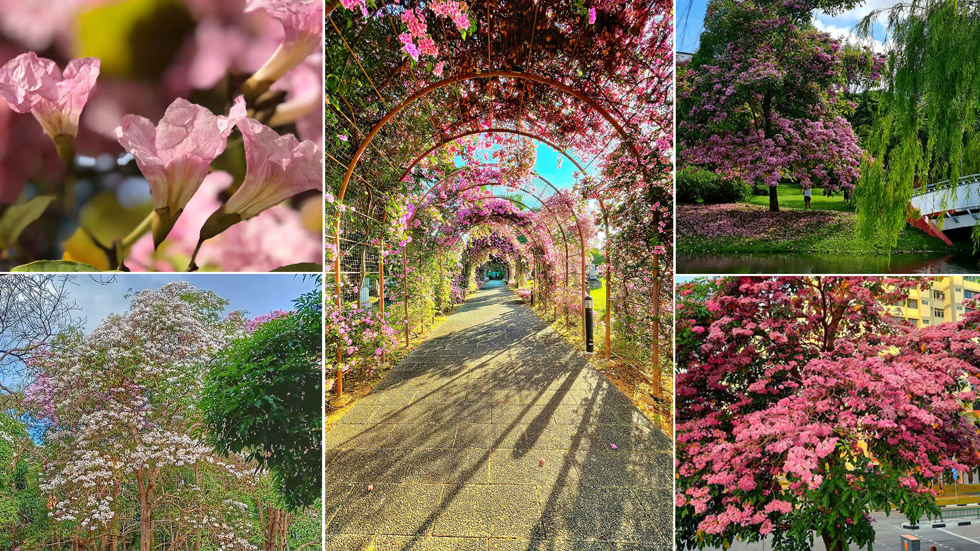 nparks latest news & coverage - 8days