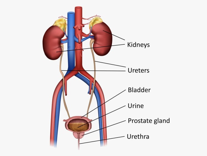 What does the colour of your pee say about your health? - CNA Lifestyle