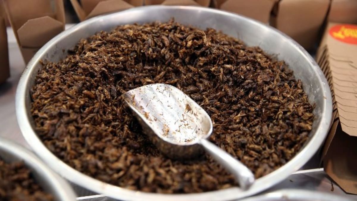 Mesin layan sendiri jual cengkerik asin, kumbang bersalut coklat ...