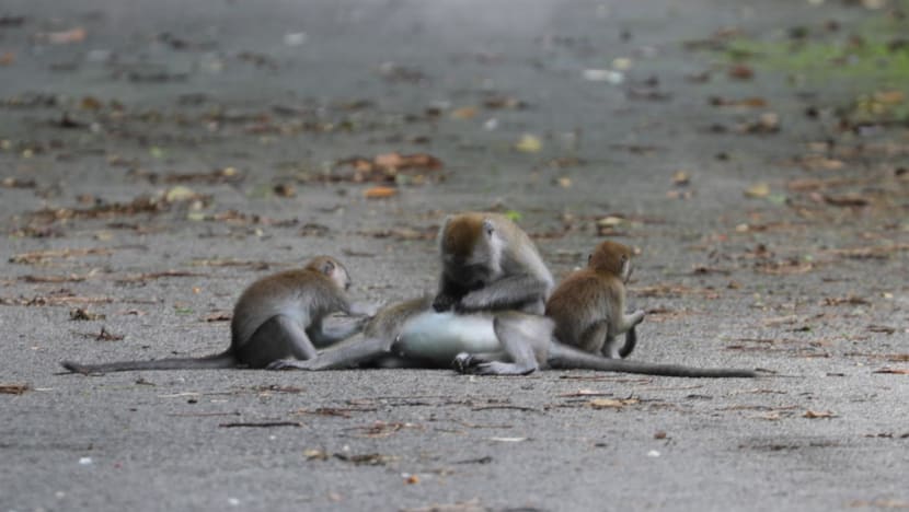 Answering the call of the wild: NParks officers who help to manage ...