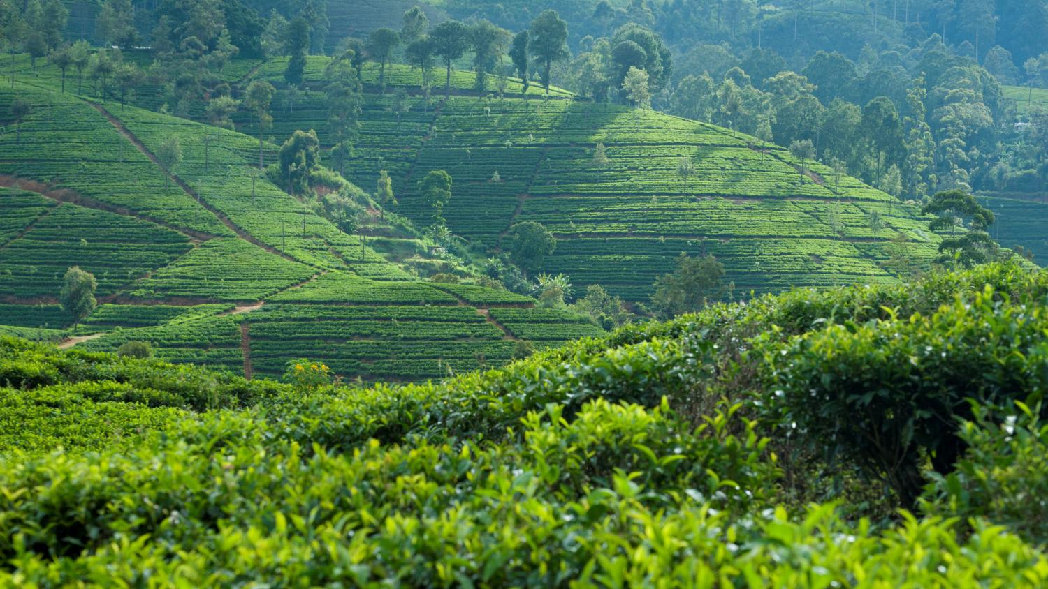 A taste of Dilmah tea: Steeped in rich heritage and fine values