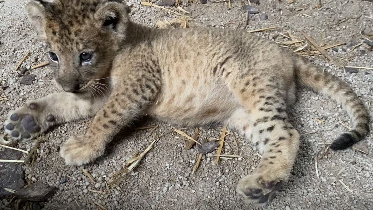 Lion cub Simba born in Singapore via artificial insemination - TODAY