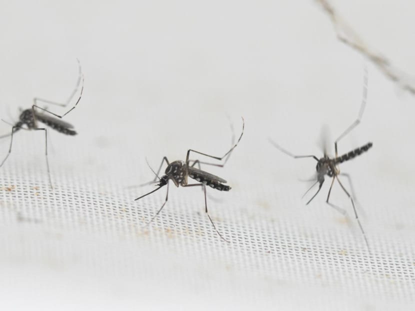 13 dengue deaths in first half of 2024, more than double last year's ...