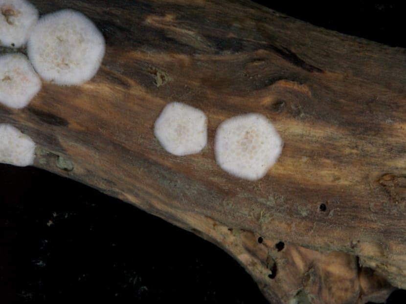 Cock-eyed squid, athletic sea cucumbers uncovered by S'pore and ...