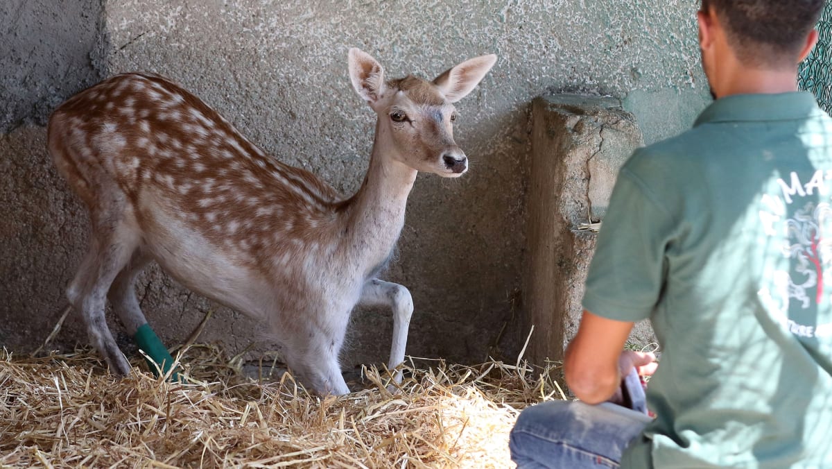 Gaza zoo animals arrive to start new life in Jordan - TODAY