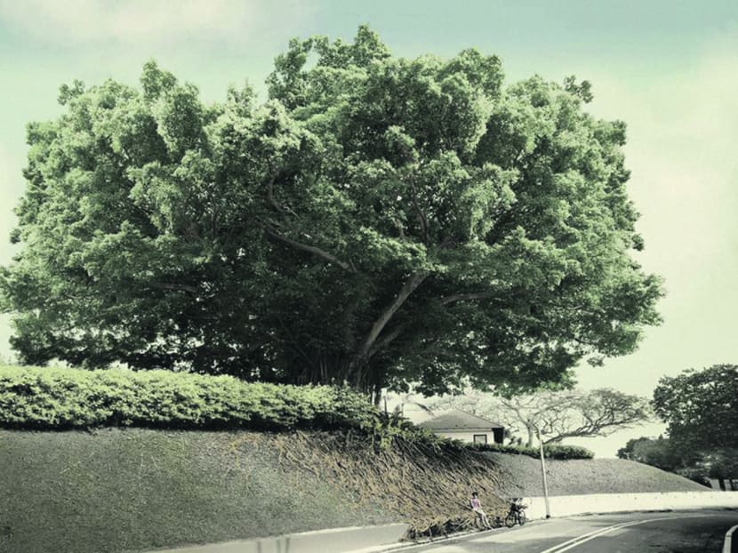 The tree amigos: S’poreans and their fave trees in photo show - TODAY