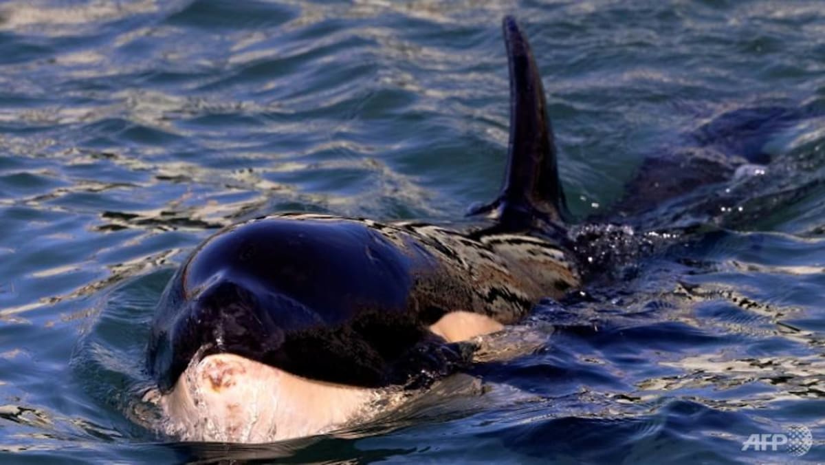 Race to find beached baby orca's mother in New Zealand - CNA