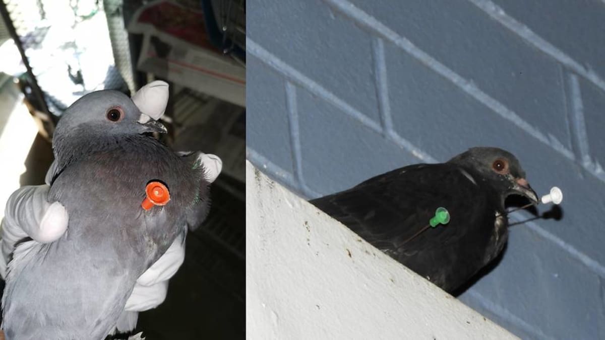Blowgun darts found in pigeons in Jurong West: ACRES - CNA
