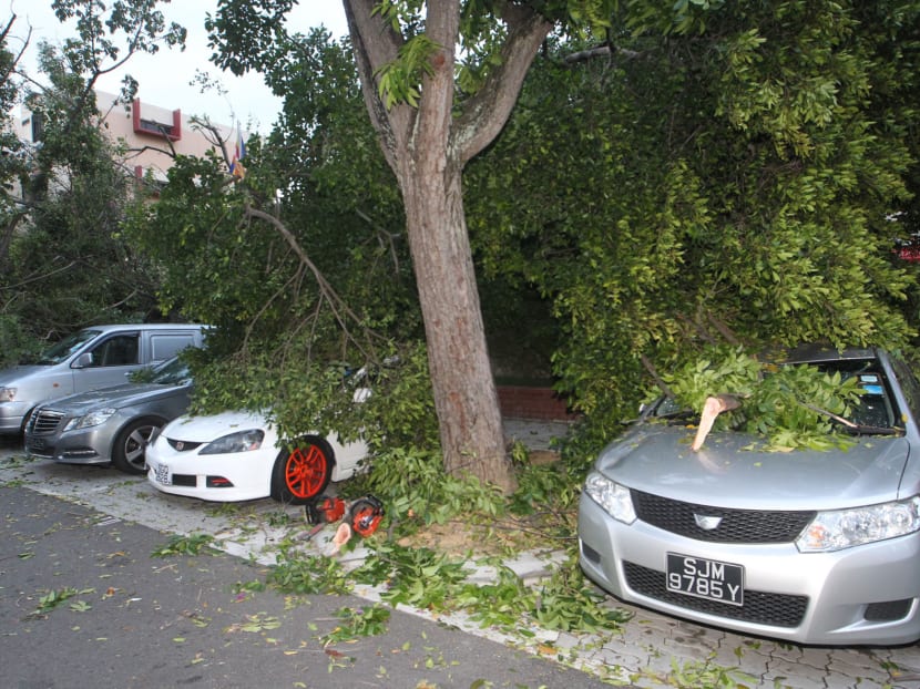 Tree falls on cars, shrine - TODAY