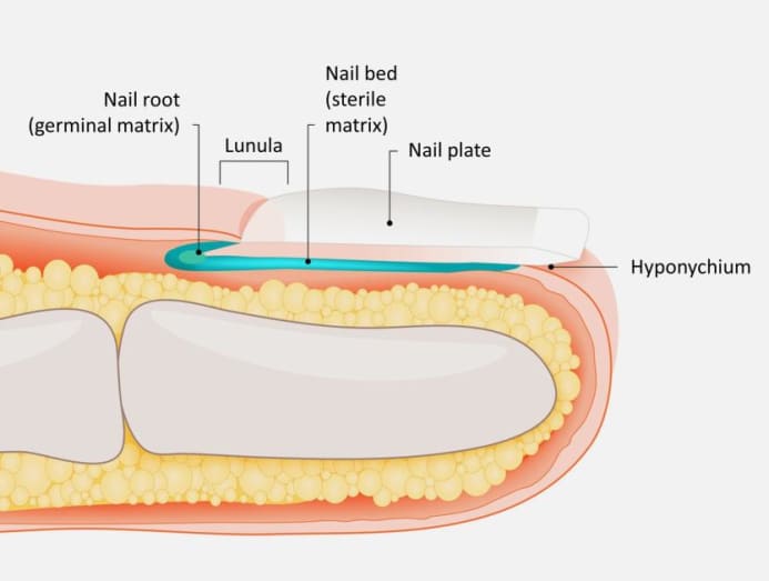 Bruised or ingrown toenail, broken fingernail – when should you see a ...
