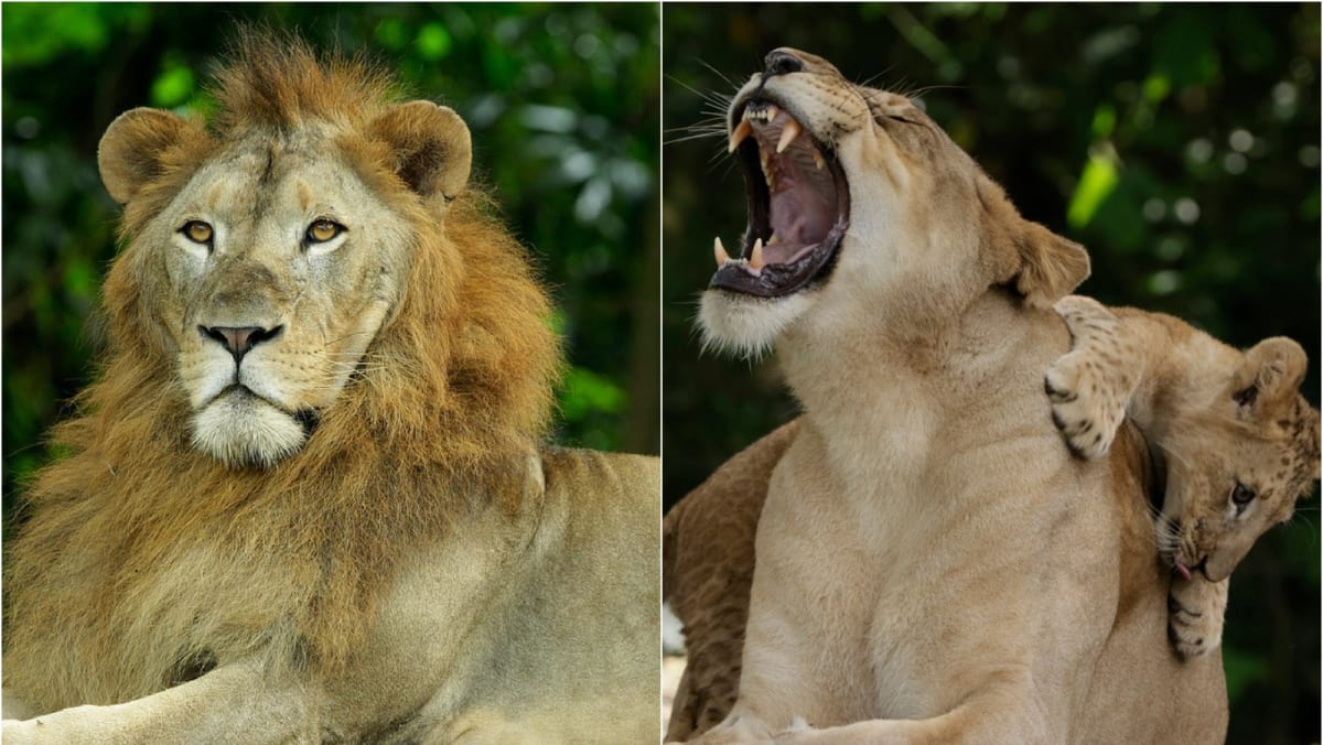 African lion at Singapore Zoo is 5th lion to test positive for Covid-19 ...