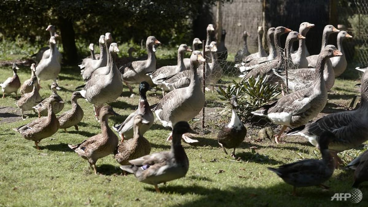 French ducks in the dock for quacking - CNA