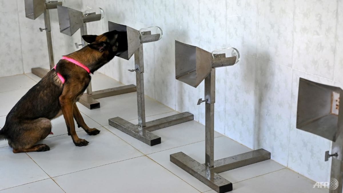 Commentary: Dogs are a low-tech and effective option for screening ...