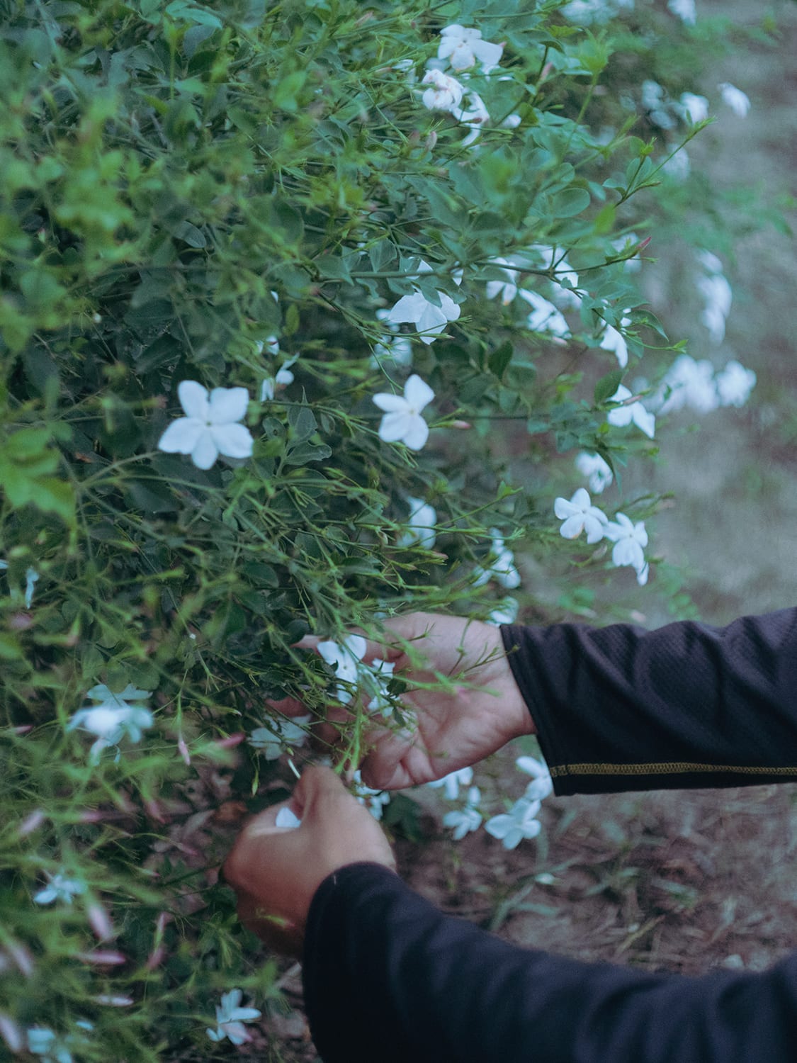 What’s Chanel N5 perfume’s secret ingredient? Lots of jasmine flowers ...