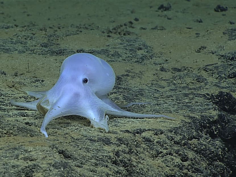Possible new octopus species found near Hawaii: Scientists - TODAY