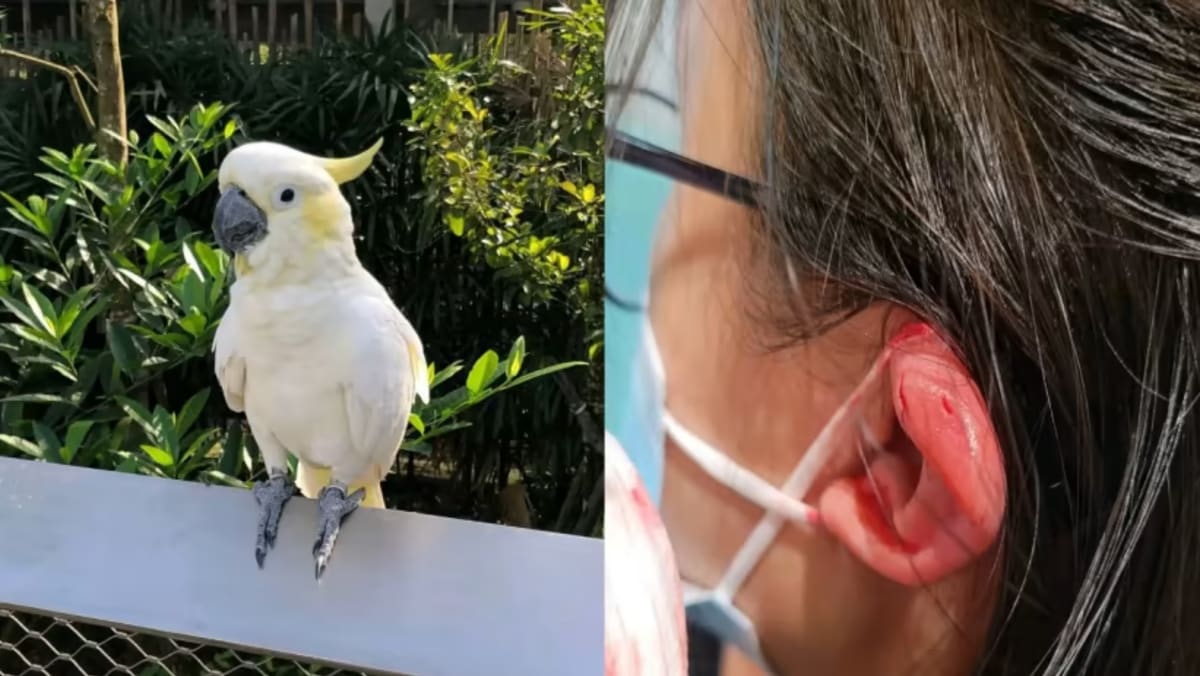 Remaja dipatuk burung kakak tua di Bird Paradise; Mandai Wildlife Group ...