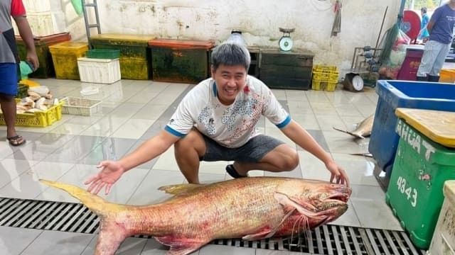马国渔民捕获70公斤顺风鱼 售价高达734新元 - 8world