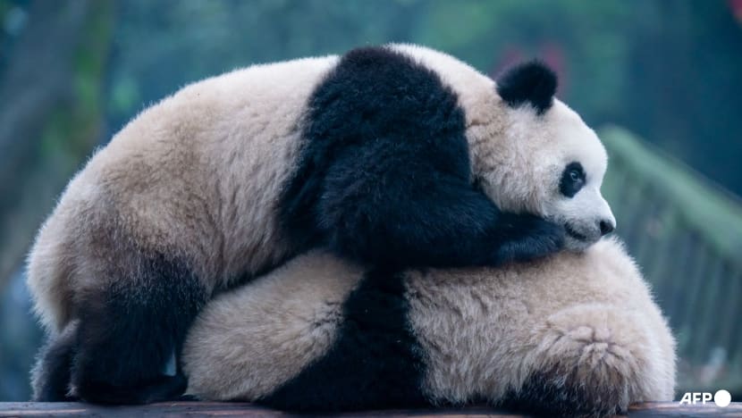 China’s first ‘Panda Studies’ college set to welcome inaugural batch of ...