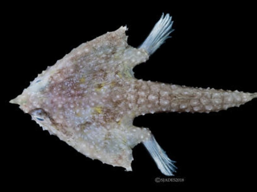 S’pore and Indonesia researchers uncover at least 12 new species off ...