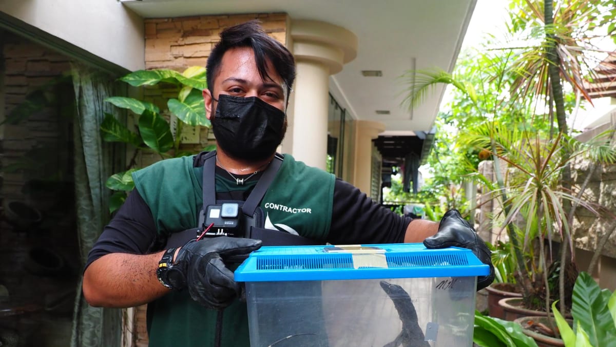 Call of the wild: What happens when you call a wildlife rescuer? - CNA