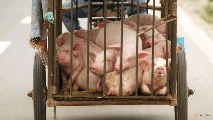 Hong Kong to cull 1,900 pigs after reporting second swine fever case in ...