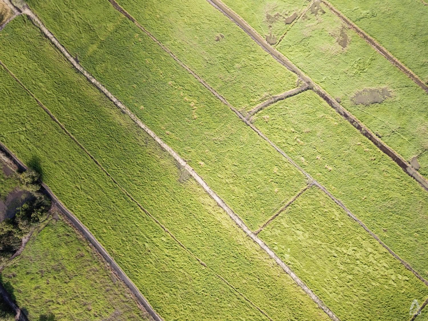 Rice and the Climate Crisis: Thai rice farmers struggle against climate ...