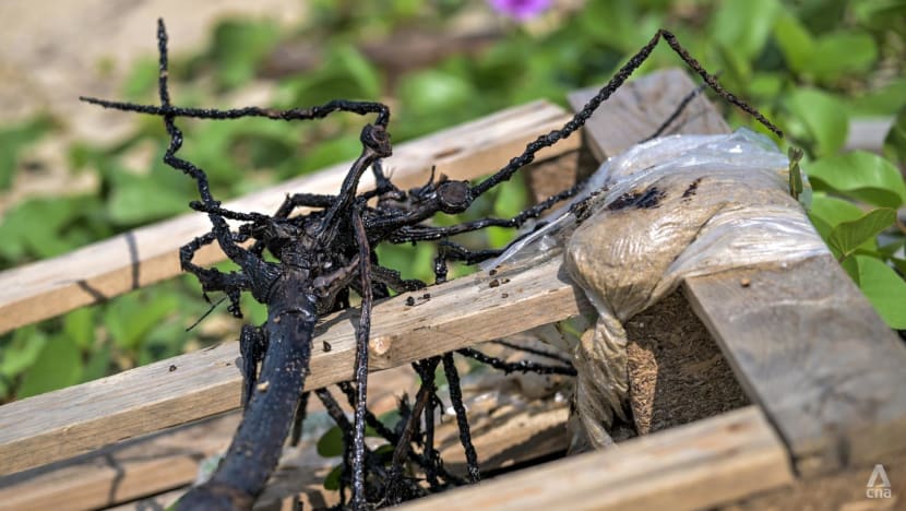 Oil spill: Several beaches, including East Coast Park and Sentosa's ...