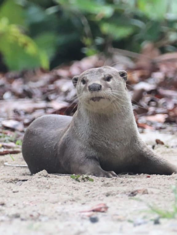 Otters could be moved out of housing estates, as part of efforts to ...