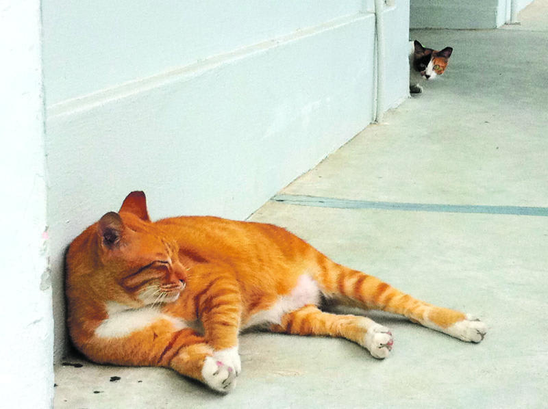 AVS seeking views on feline welfare framework, including pet cat ...