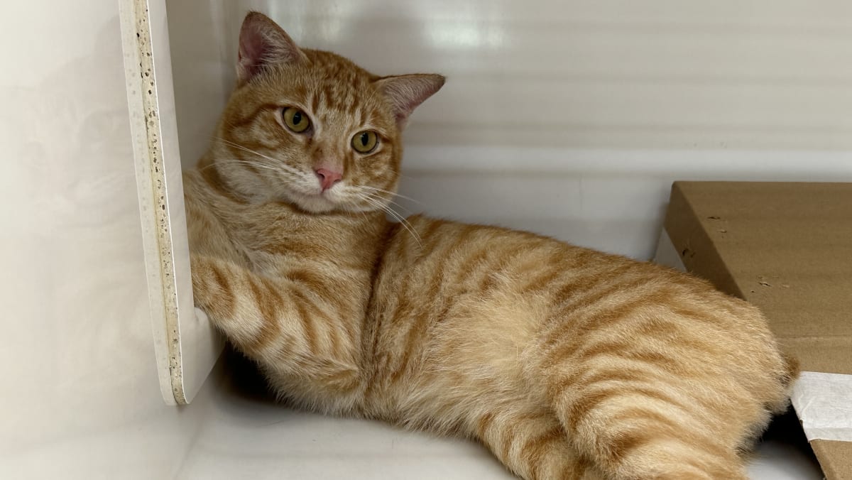 Tak boleh pelihara lebih daripada 2 kucing? Kekeliruan ini akibatkan ...