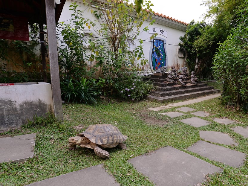 Turtle and Tortoise Museum facing race against time to find new home ...