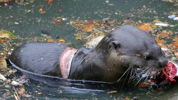 Acres and otter watchers looking into rescue of injured otter - CNA