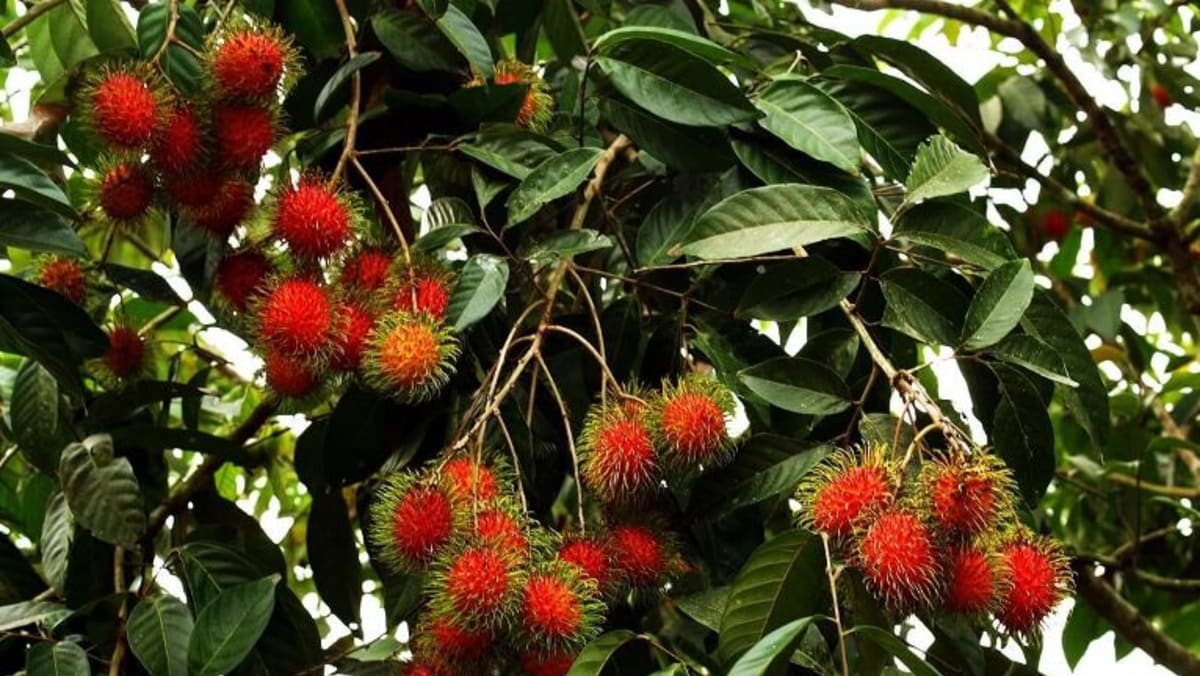 Anda alami masalah rambut beruban? Ini petua guna daun pokok rambutan ...