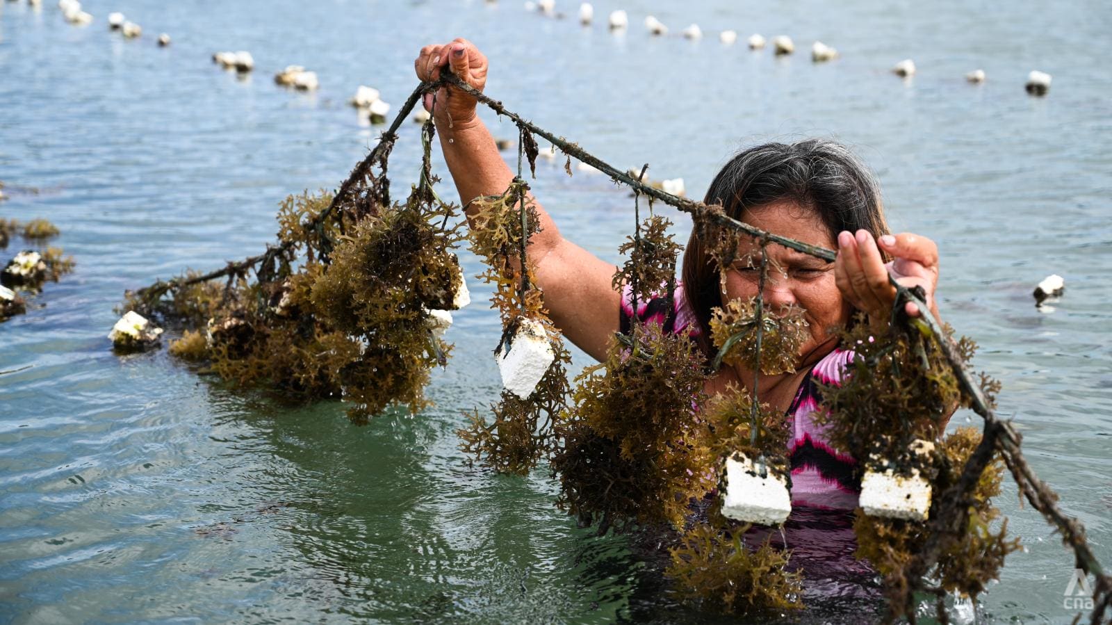 Deep-sea solution seeding hope for struggling but essential seaweed farming industry - CNA