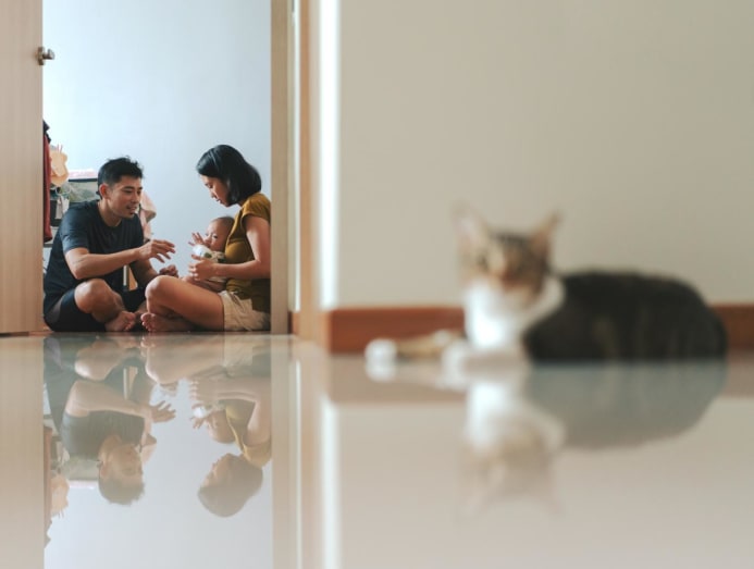 Estate planning for pets: How to plan for your cat or dog's future when you die - CNA Lifestyle