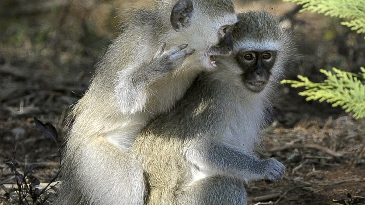 Female monkeys use wile to rally troops - TODAY