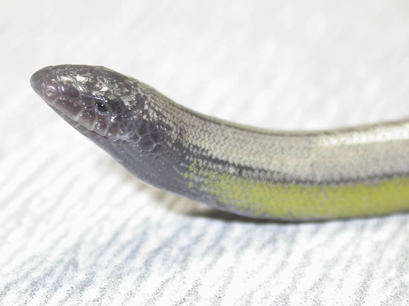 Gallery: New legless lizard species discovered in California - TODAY