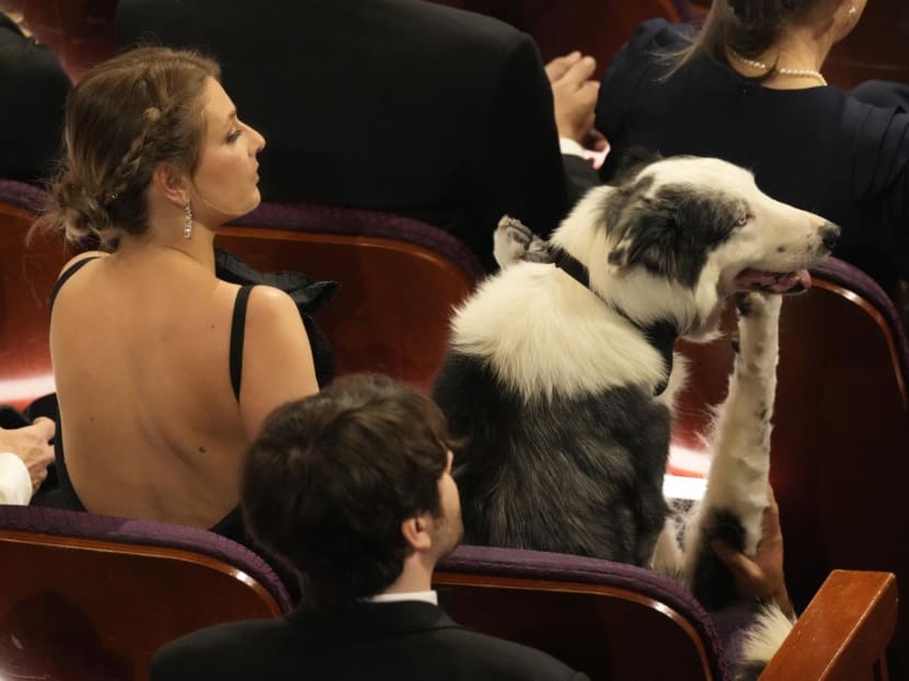 Messi the celebrity dog made it to the Oscars. Here's how the show ...