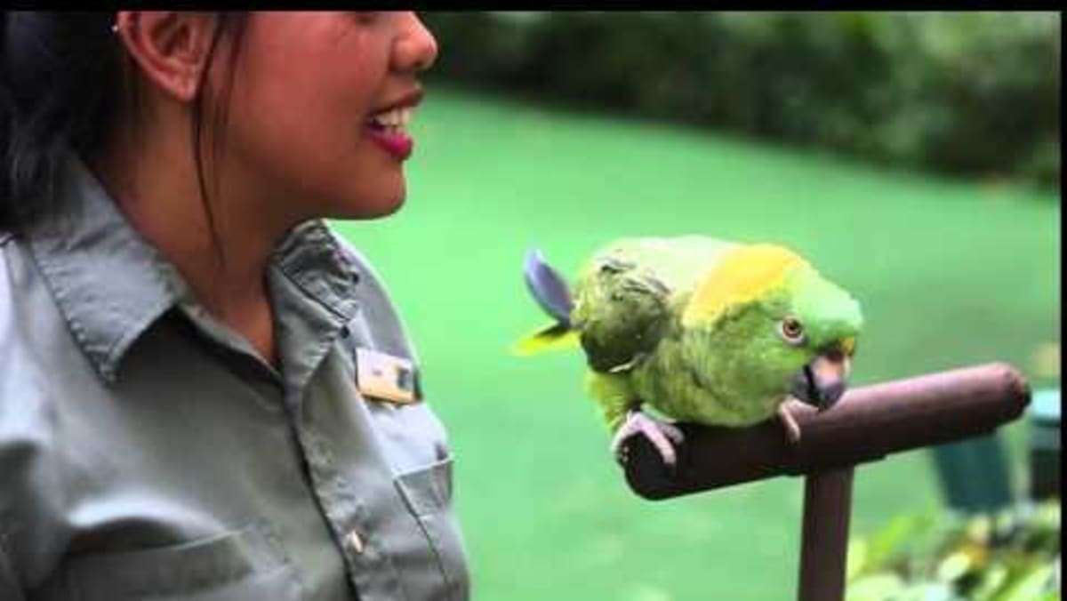 WATCH: Parrot ushers in Lunar New Year with festive greeting - TODAY