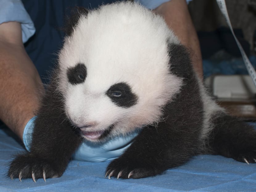 Panda cub Bao Bao to make debut in Washington zoo on Jan 18 - TODAY