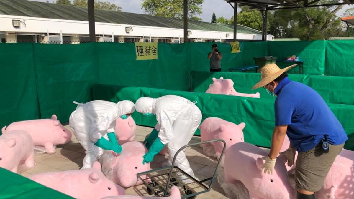 Hong Kong trains for swine fever cull with toy pigs - TODAY