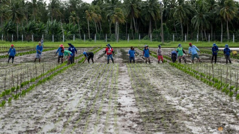 Philippine ministers propose cut in rice tariffs to curb retail prices ...