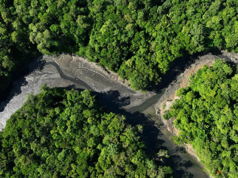 Home countries of major rainforests agree to work together to save them ...