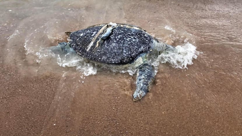 Dead sea turtle in Thailand shines spotlight on environmental impact of ...
